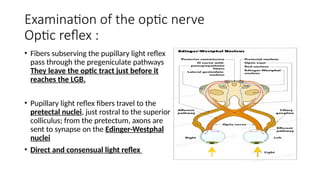 optic nerve anatomy physiology and pathophysiology | PPTX