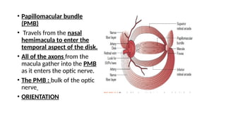 optic nerve anatomy physiology and pathophysiology | PPTX