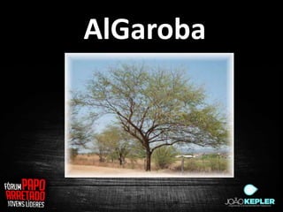O Poder da Garoba | PPTX