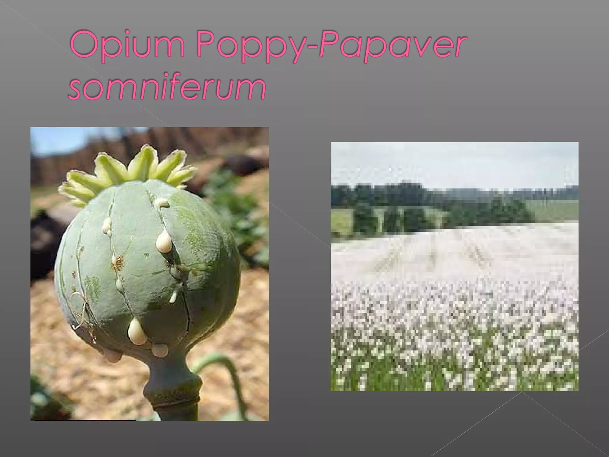 Opoid analgesics | PPT | Illegal Drugs, Tobacco, eCigarettes, Vaping ...