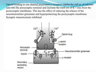 Opoid analgesics | PPTX
