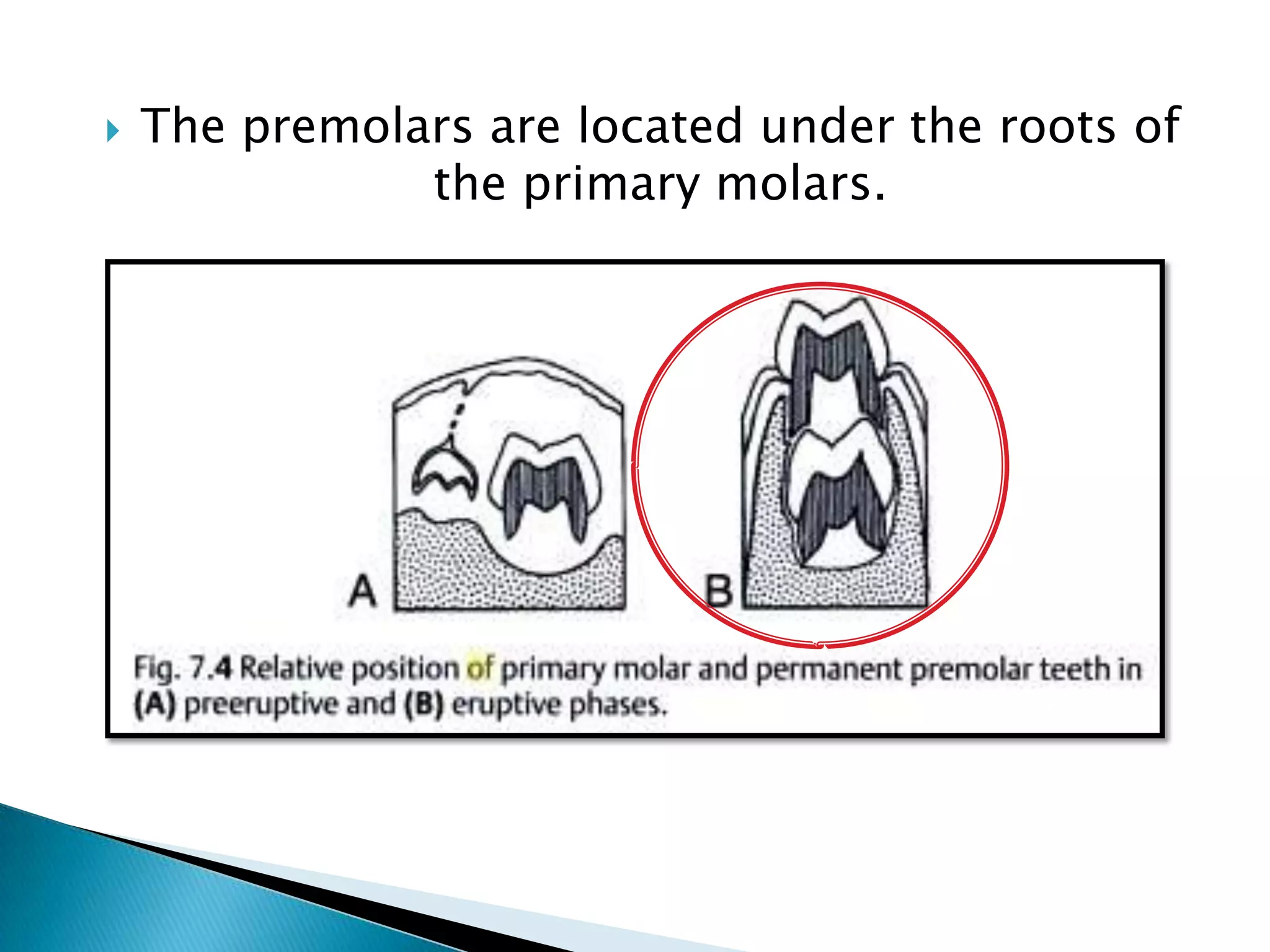 Mechanisms of Tooth Eruption & Mammalian Teeth 3 Categories on the ...