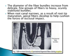 Mechanisms of Tooth Eruption & Mammalian Teeth 3 Categories on the ...