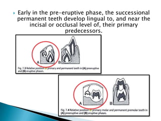 Mechanisms of Tooth Eruption & Mammalian Teeth 3 Categories on the ...