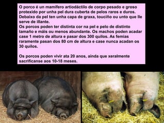 O porco | PPS