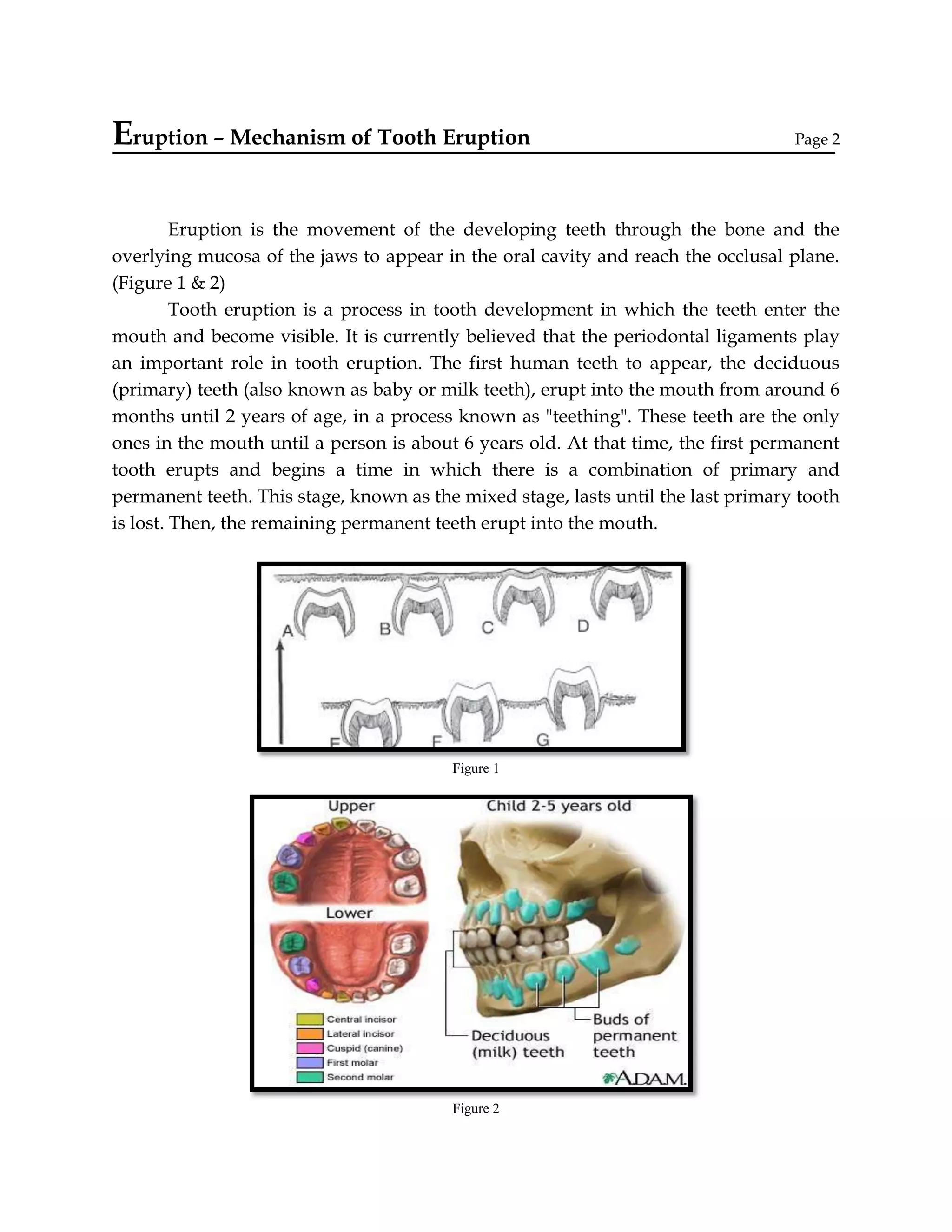 Mechanisms of Tooth Eruption & Mammalian Teeth 3 Categories on the ...