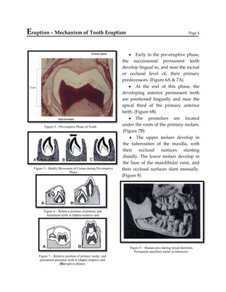 Mechanisms of Tooth Eruption & Mammalian Teeth 3 Categories on the ...