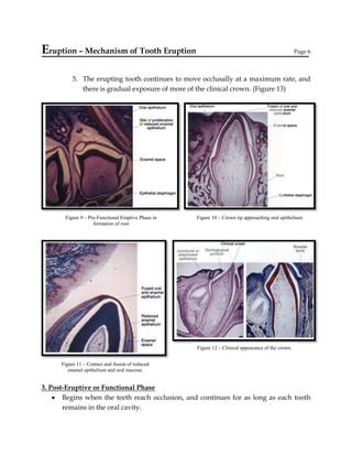 Mechanisms of Tooth Eruption & Mammalian Teeth 3 Categories on the ...