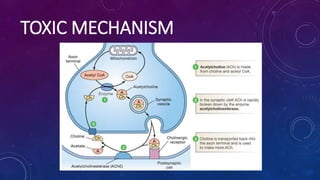 Organo Phosphate Poisoning.pptx
