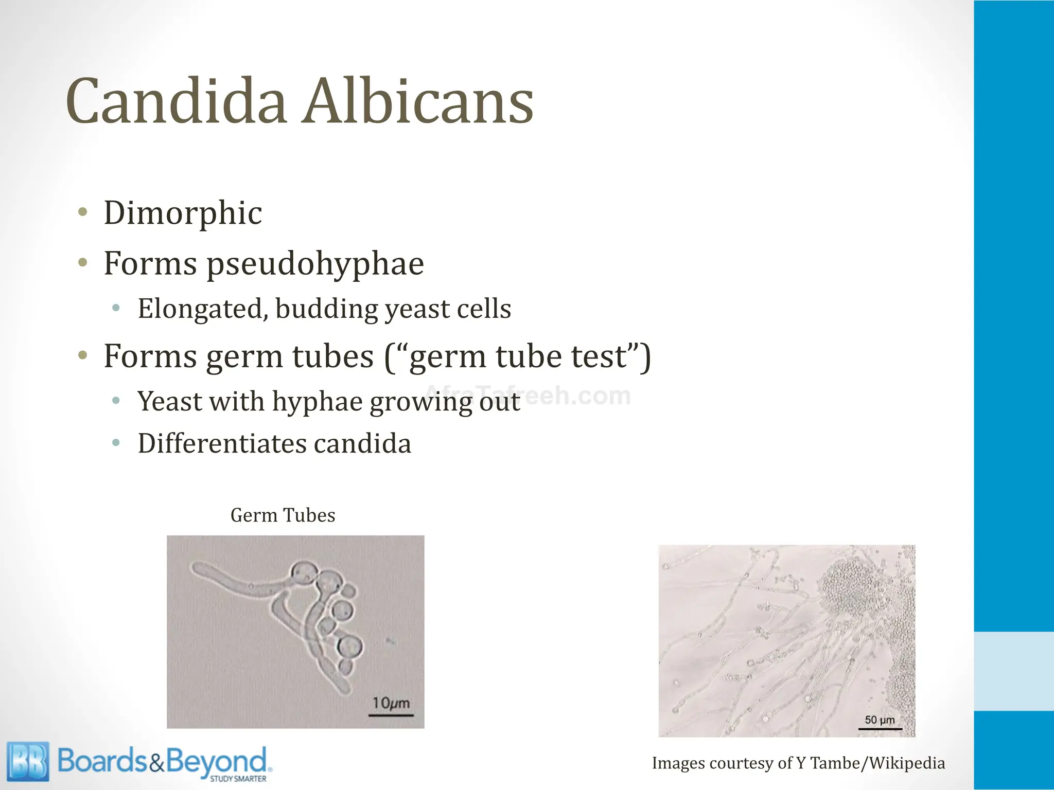 Opportunistic Fungal Infections atf.pdfnn | PDF