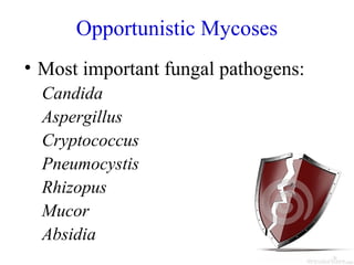 Opportunistic mycoses | PPT
