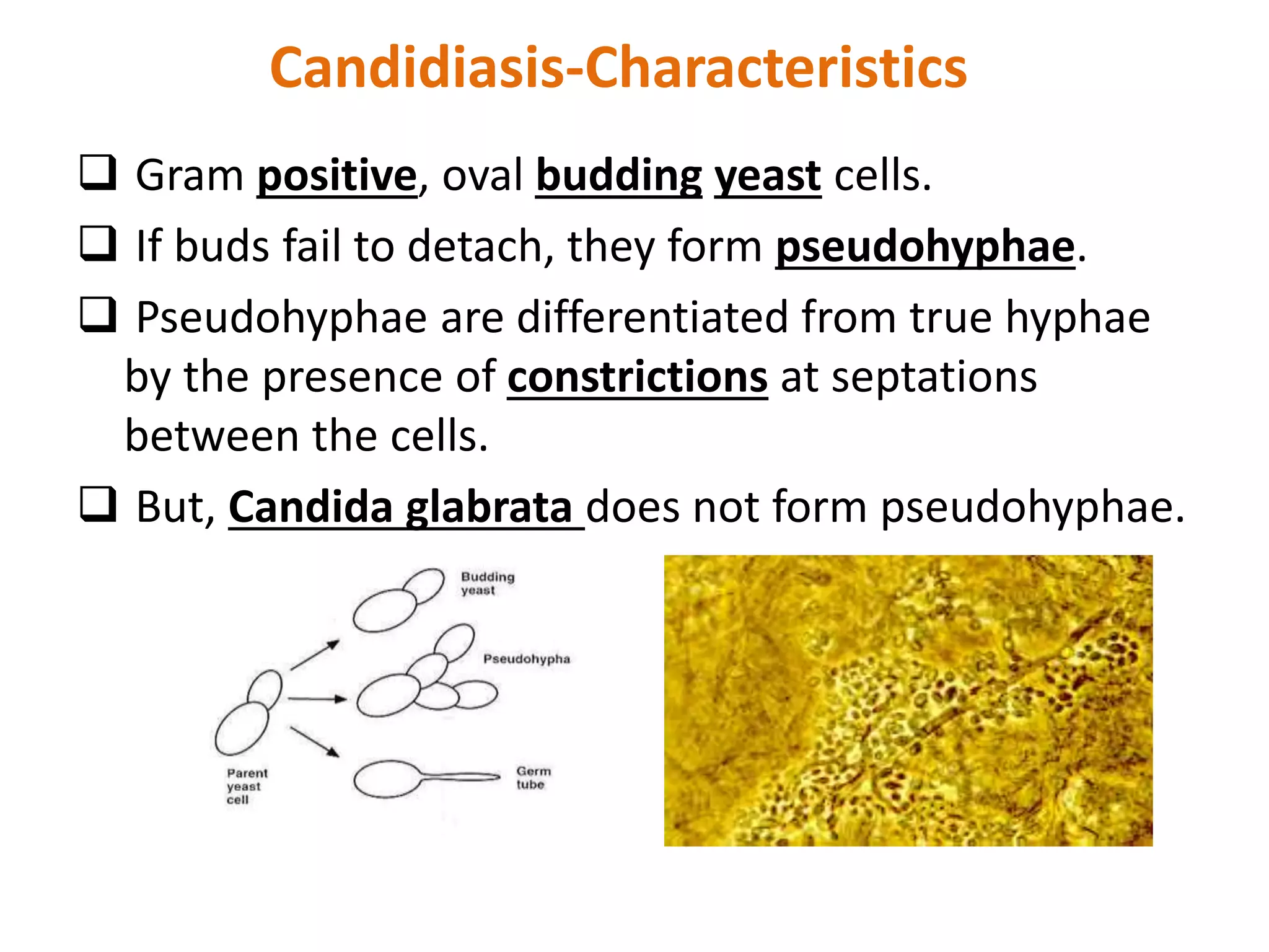 Opportunistic mycoses cadidiasis | PPTX