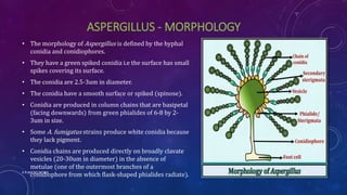 Opportunistic mycoses ASPERGILLOSiS .pptx