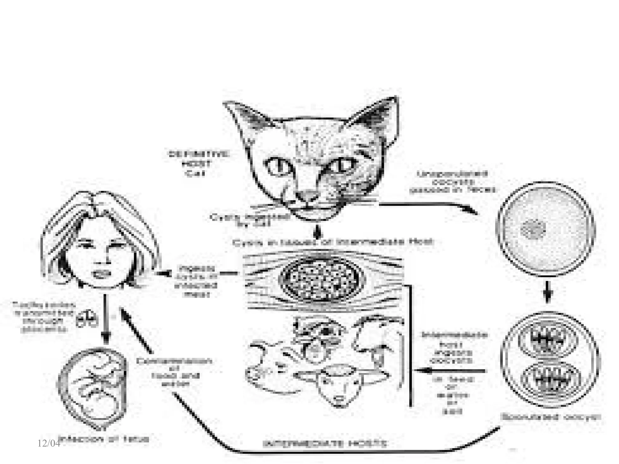 Opportunistic parasitic infections | PPT