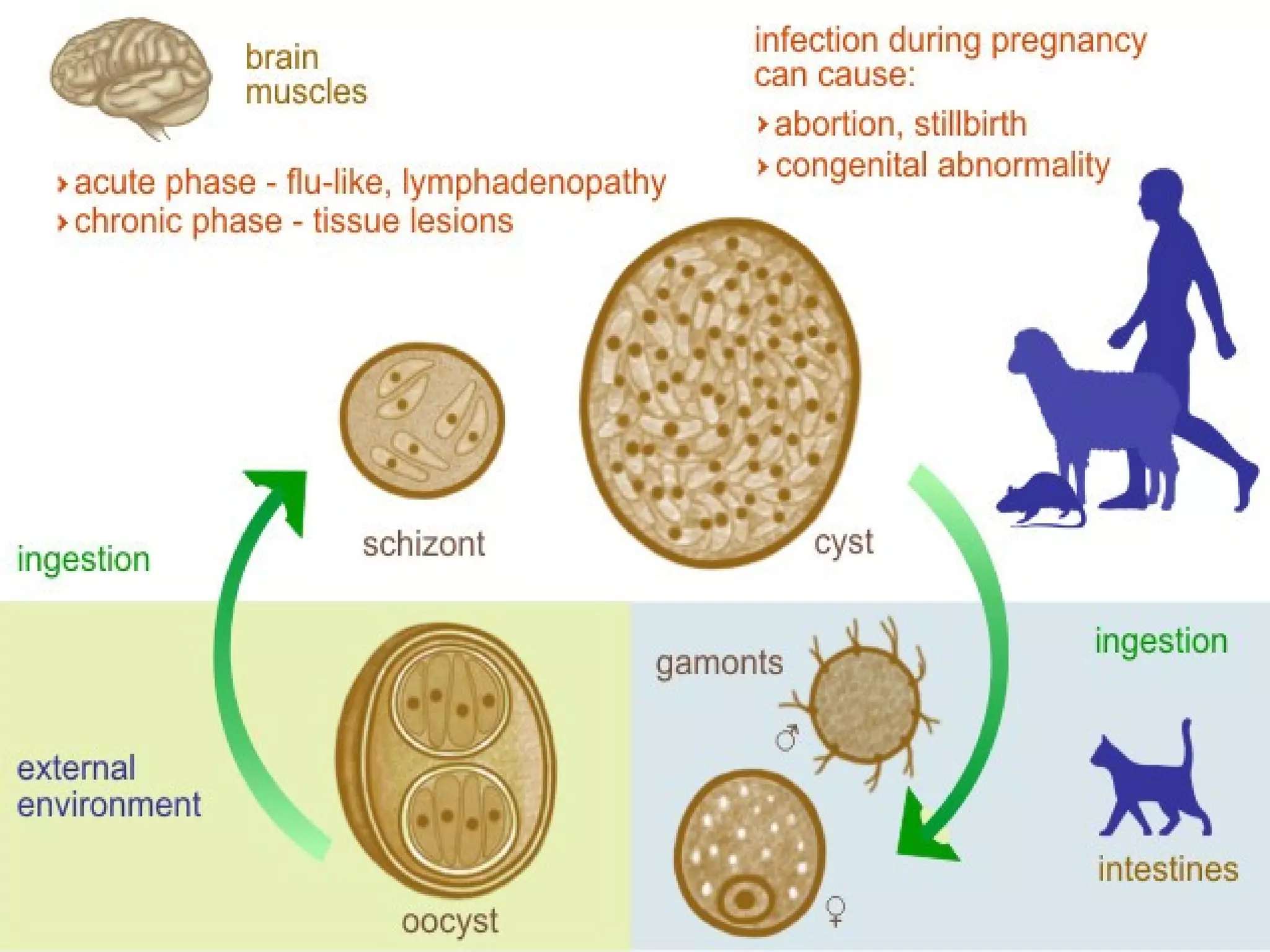 Opportunistic parasitic infections | PPT
