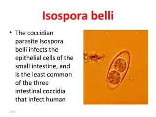 Opportunistic parasitic infections | PPT