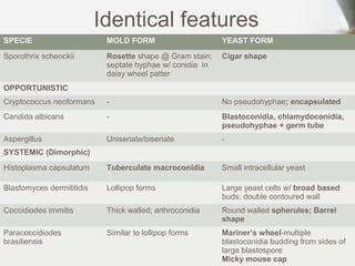 Opportunistic & systemic mycoses tabulated summary | PPT