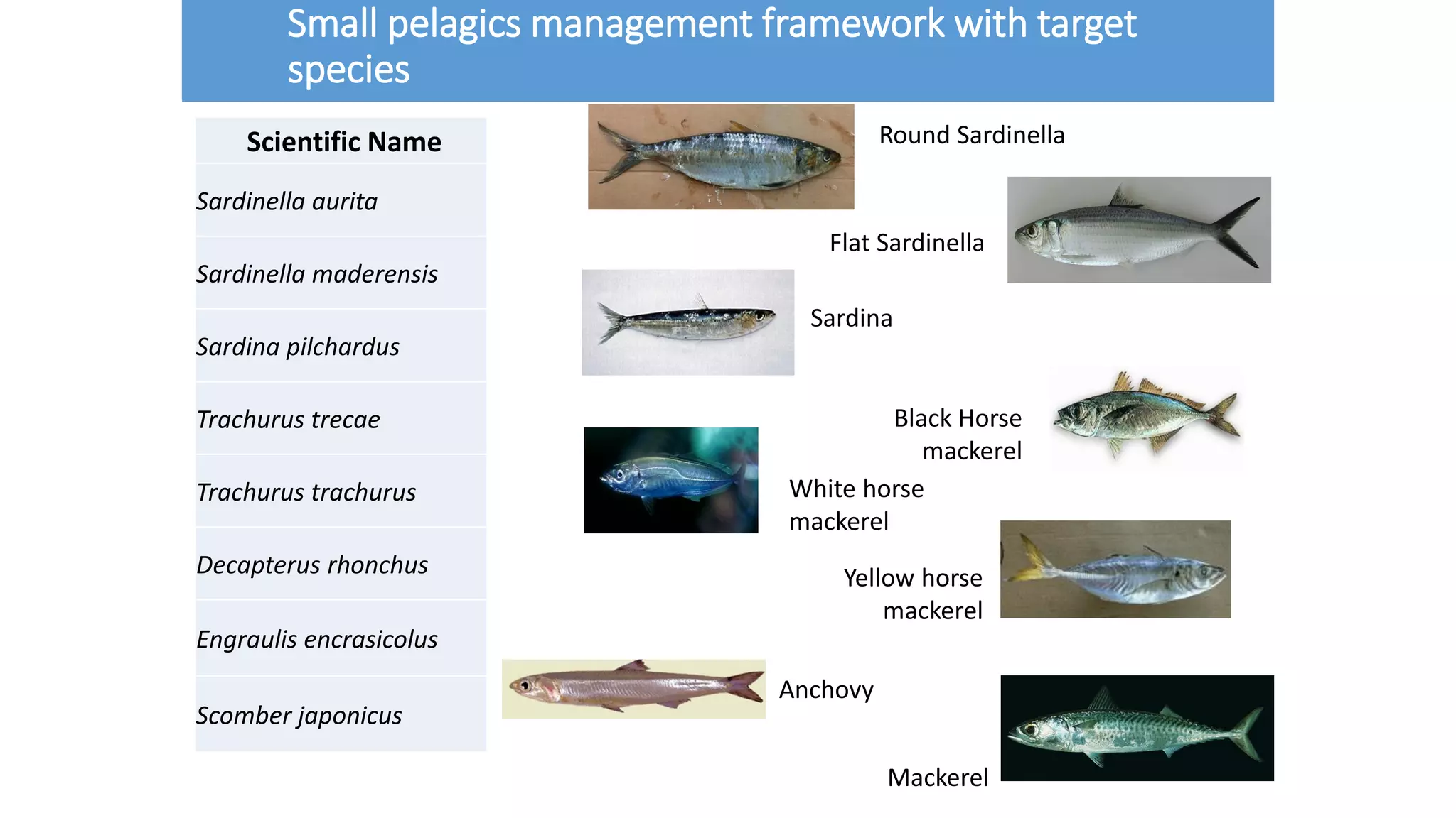 Opportunities for ecosystem-based adaptation in coastal and marine ...