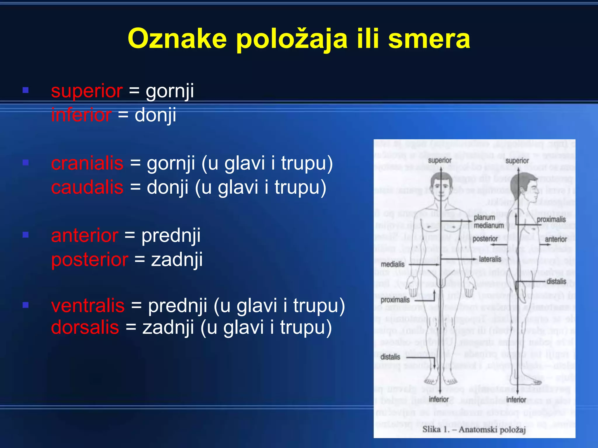 Opsta anatomija uvod | PPT