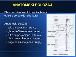 Opsta anatomija uvod | PPT