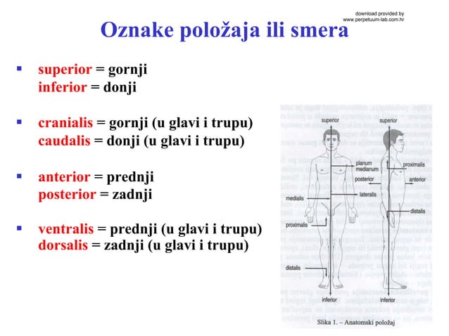 Opsta anatomija uvod | PPT