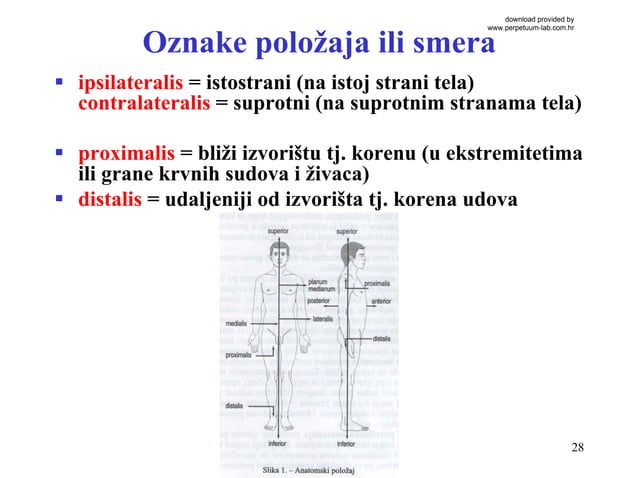 Opsta anatomija uvod | PPT