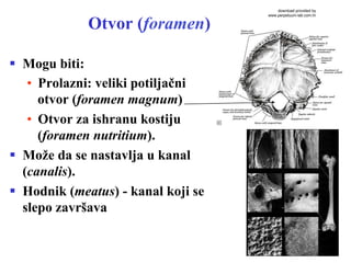 Opsta osteologija | PPT
