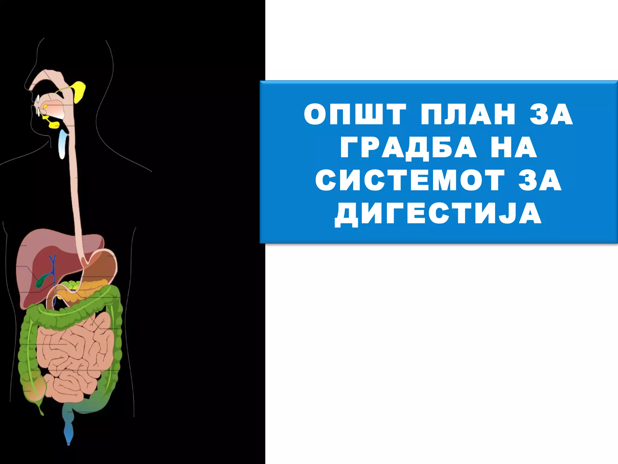 Opst plan na gradba na digestiven sistem | PPT