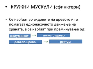 Opst plan na gradba na digestiven sistem | PPT