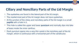 OPT 232 The Anatomy of Eyelid.ppt study | PPT