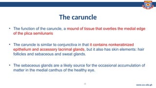 OPT 232 The Anatomy of Eyelid.ppt study | PPT