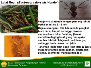 Organisme Pengganggu Tanaman Cabai Rev.pptx