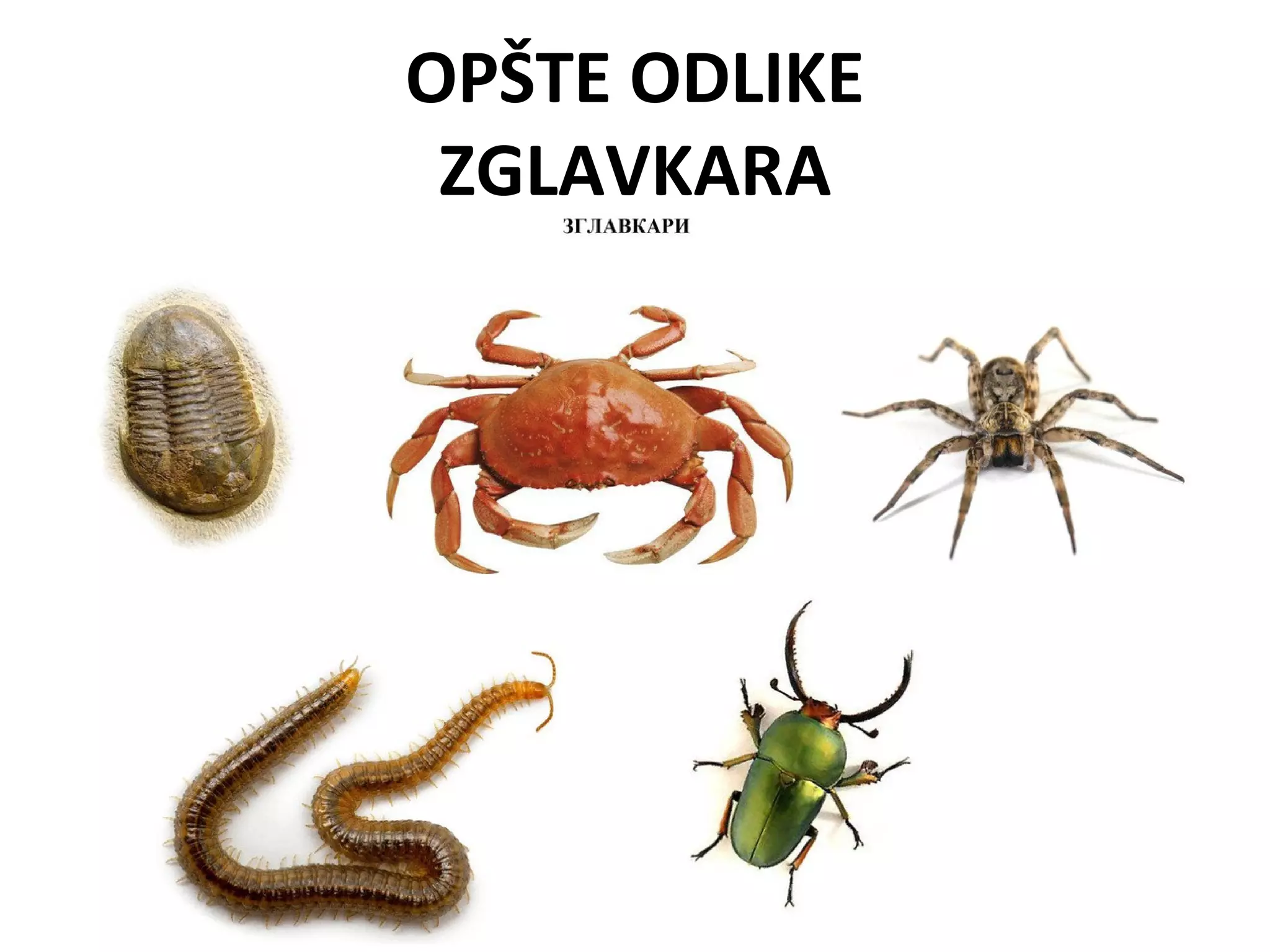 Opšte odlike zglavkara | PPT