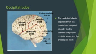 Opthalmic tumours | PPT