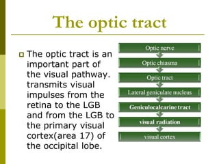 Optic | PPT