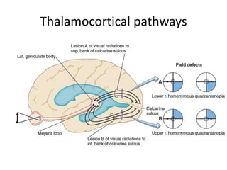 Optic AND OCULOMOTOR NERVE | PPTX