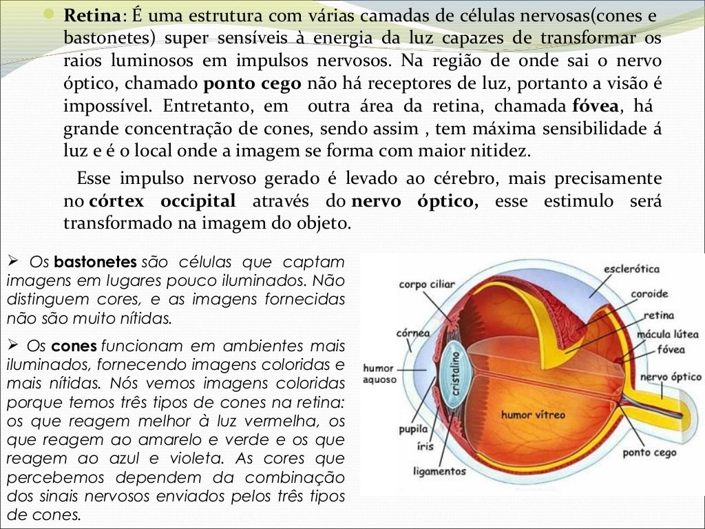Óptica - O olho humano