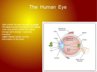 Optical illusions | PPT
