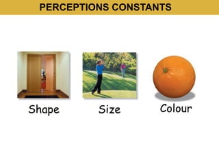 Optical illusions and visual perception | PPT