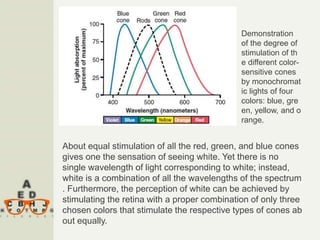 The Eye - Physiology of vision in human | PPTX