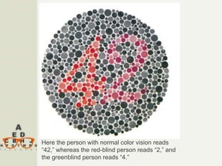 The Eye - Physiology of vision in human | PPTX