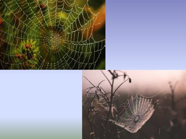 Opticki kablovi i paukova mreza | PPT