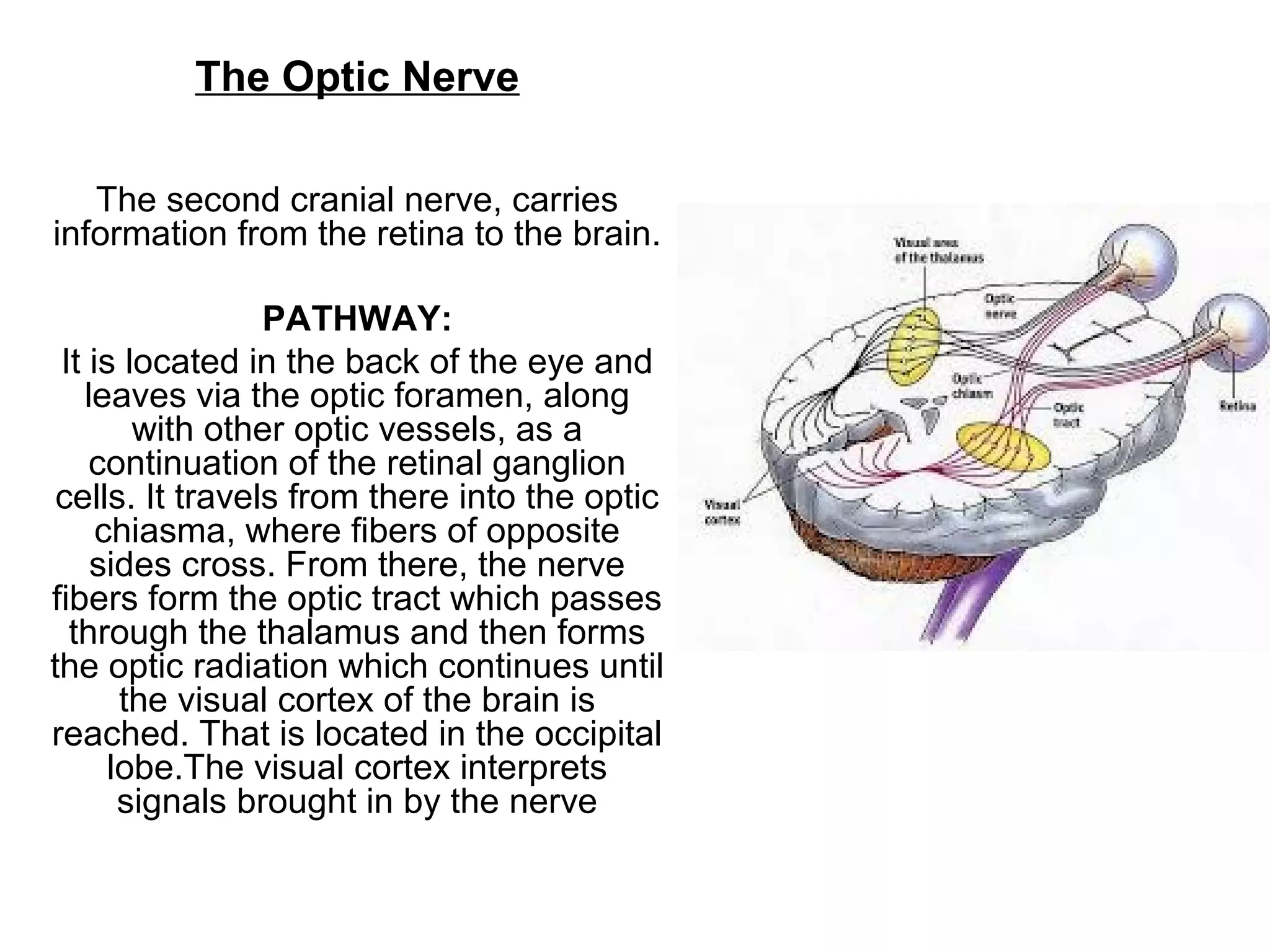 Optic nerve | PPT