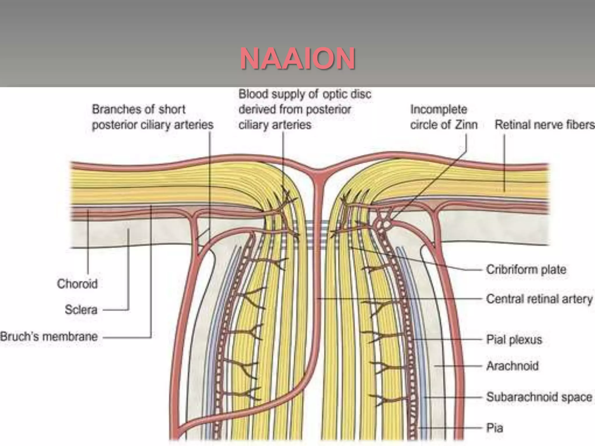 Optic nerve and its disorders | PPTX