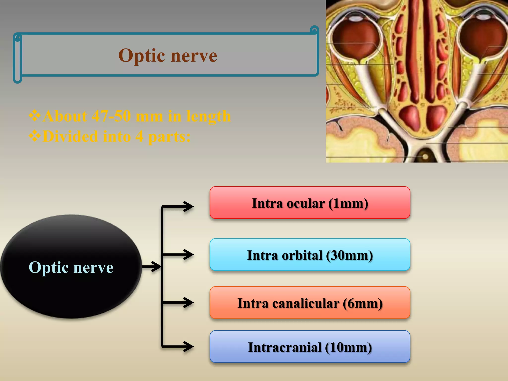 Optic nerve and its disorders | PPTX