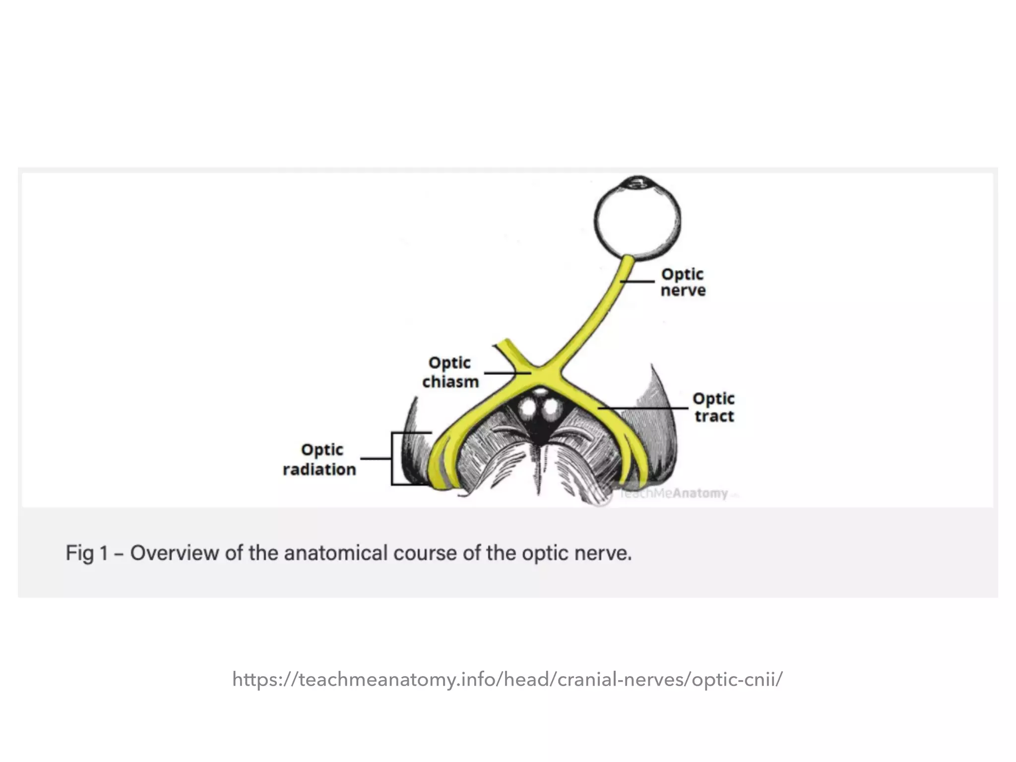 Optic nerve | PDF