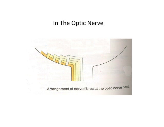 Optic nerve.pdf cranial nerve medical seminar | PPT
