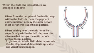 The embryology and anotomy of the optic nerve and its blood supply up ...