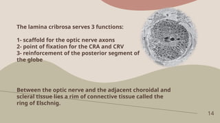 The embryology and anotomy of the optic nerve and its blood supply up ...