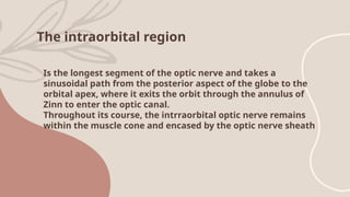 The embryology and anotomy of the optic nerve and its blood supply up ...